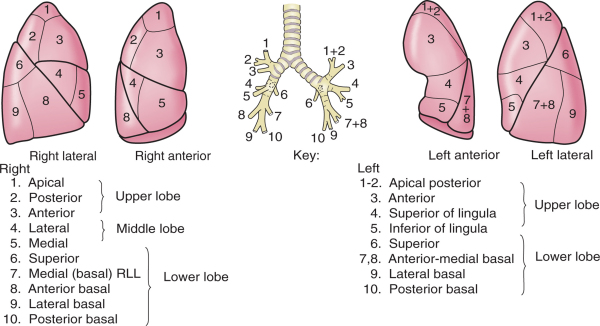 Normal Lung Anatomy